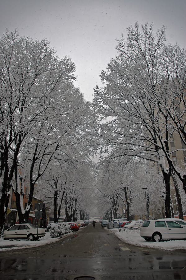 Street in winter stock image. Image of park, branch, tree - 1028025