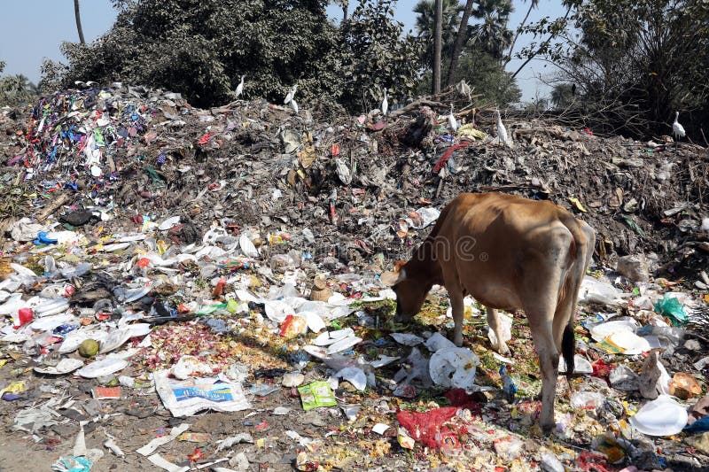 Streets of Kolkata, Animals in Trash Heap Stock Image - Image of dust ...