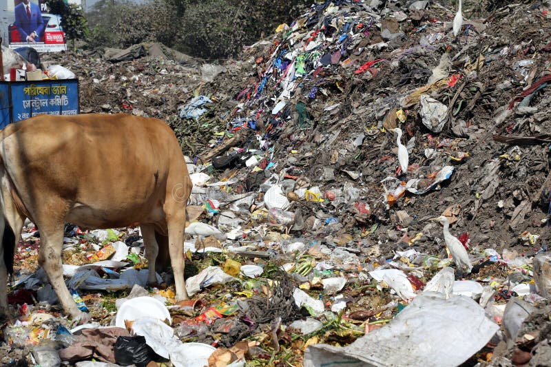 Streets of Kolkata, Animals in Trash Heap Editorial Image - Image of ...