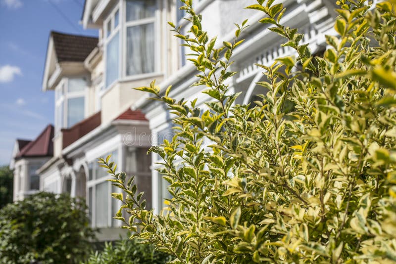 Streets of London, the Yellow Hedge. Stock Image - Image of ...