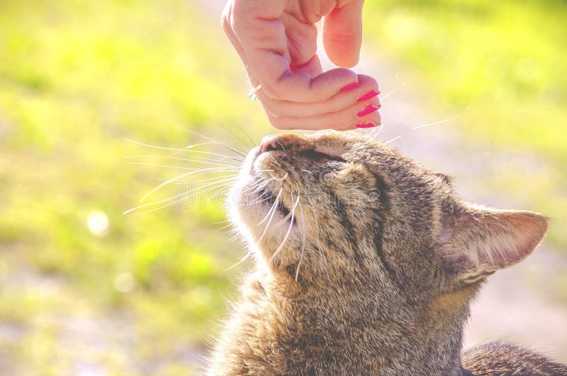 Streichen Der Katzenkopf-Frauhand Stockbild - Bild von lieben, szene ...