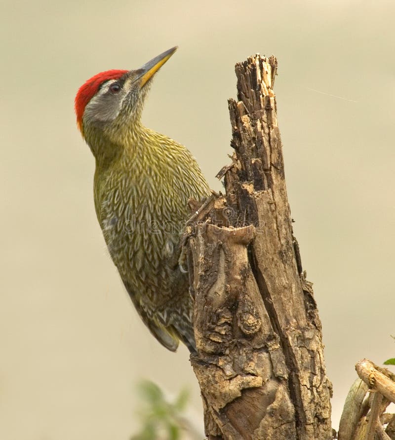 Streifen-throated Specht, Picus Xanthopygaeus Stockbild - Bild von ...