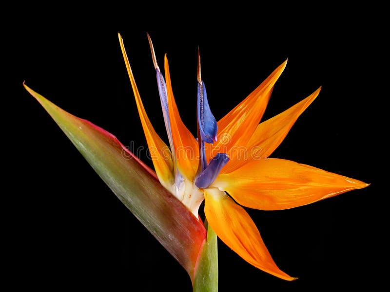 The strelitzia stock photo. Image of beautiful, strelitzia - 11420244