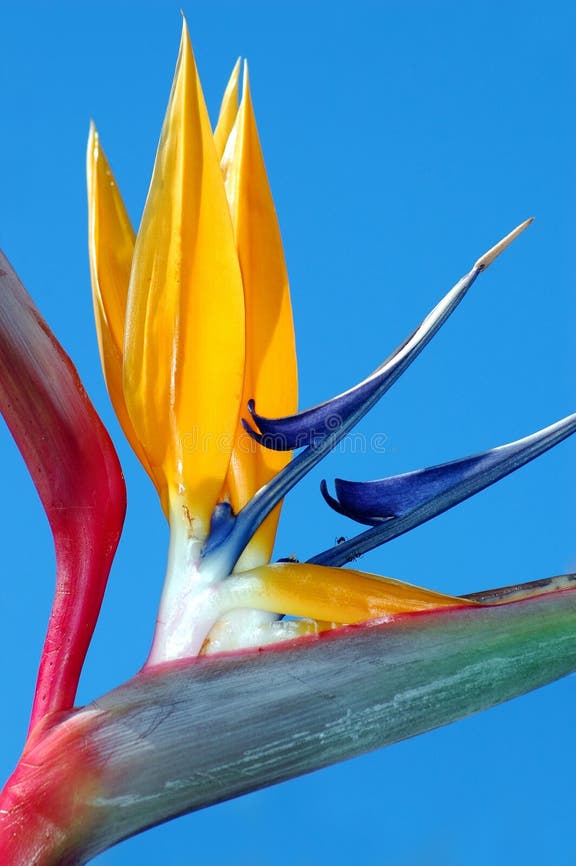 Strelitzia stock photo. Image of colour, botanical, nature - 8635942