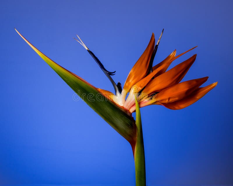 Strelitzia Against Black Background Stock Image - Image of ...