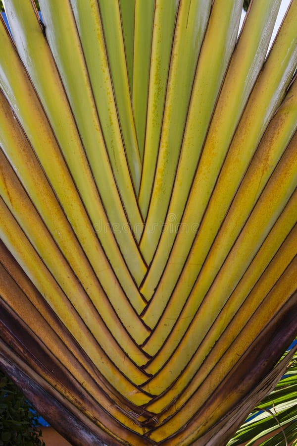 Strelitzia Alba Oder Strelitzia Nicolai Stockfoto - Bild von süd ...