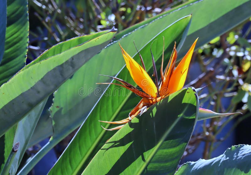 Strelitzia, Bird of Paradise Flower in the Sun Backlight. Stock Photo ...