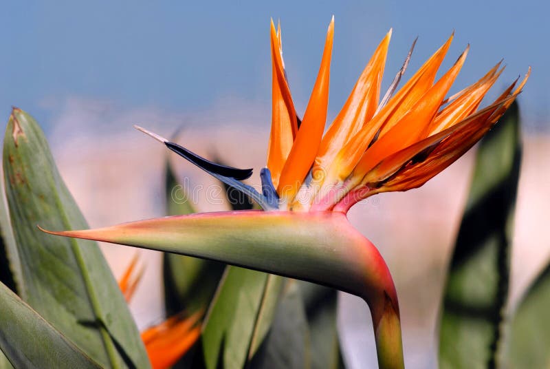 Strelitzia flower stock image. Image of orange, spathe - 10169747