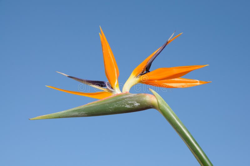 Strelitzia Flower stock photo. Image of bird, flower - 11259142