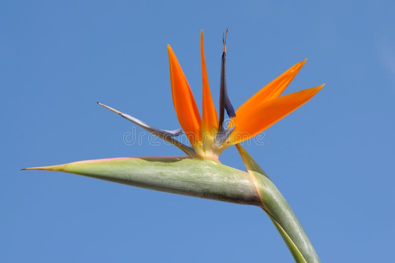 Strelitzia Flower stock photo. Image of tenerife, spain - 11350346