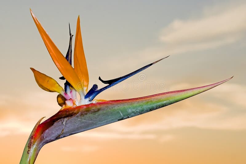 Strelitzia Flower stock photo. Image of spike, spiky, plant - 2565268