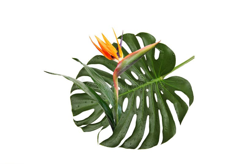 Strelitzia Flower with Green Monstera Leaf, Natural on White Background ...