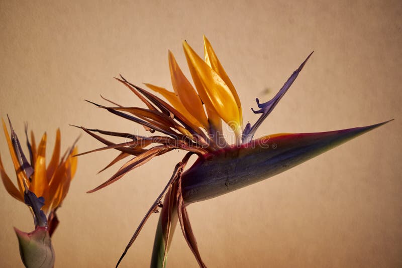 Strelitzia, National Flower of Madeira Stock Image - Image of plant ...