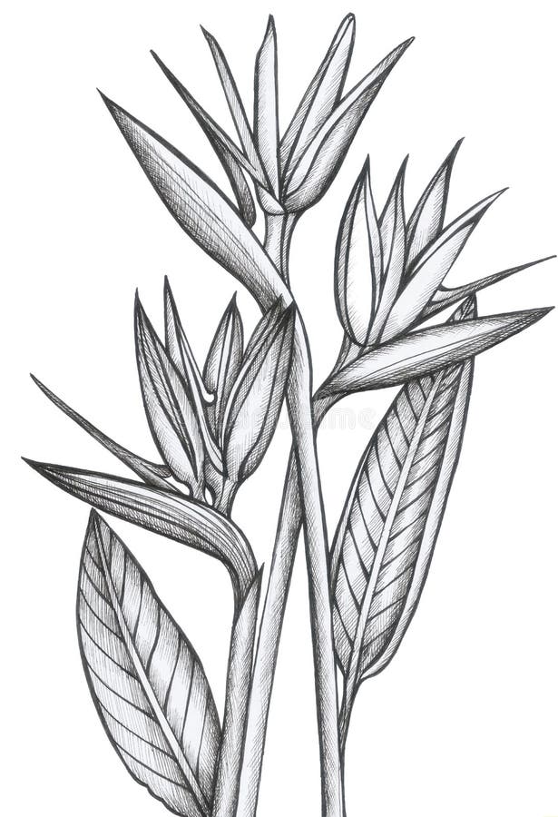 Strelitzia Pattern Frame Illustration Isolate Object Stock Illustration ...