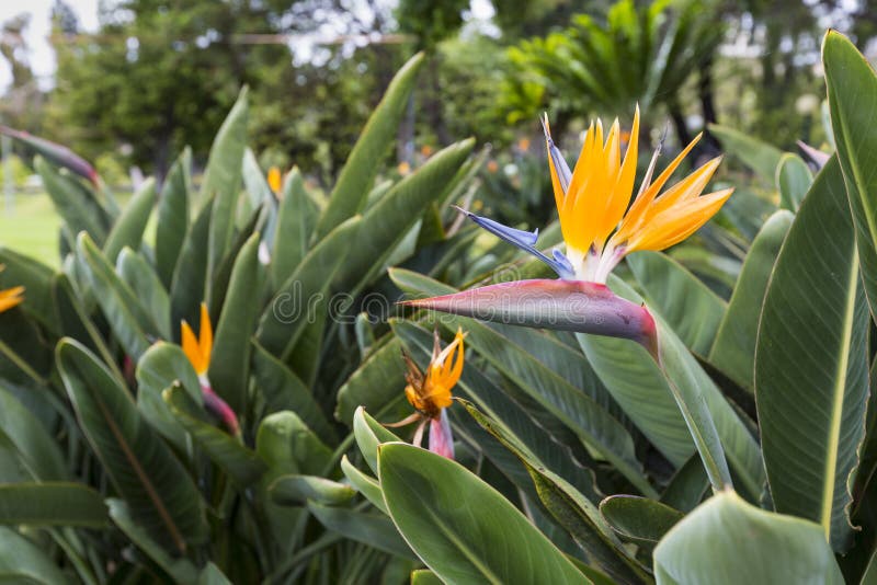 Strelitzia Reginae, a Bird of Paradise Stock Photo - Image of leaf ...