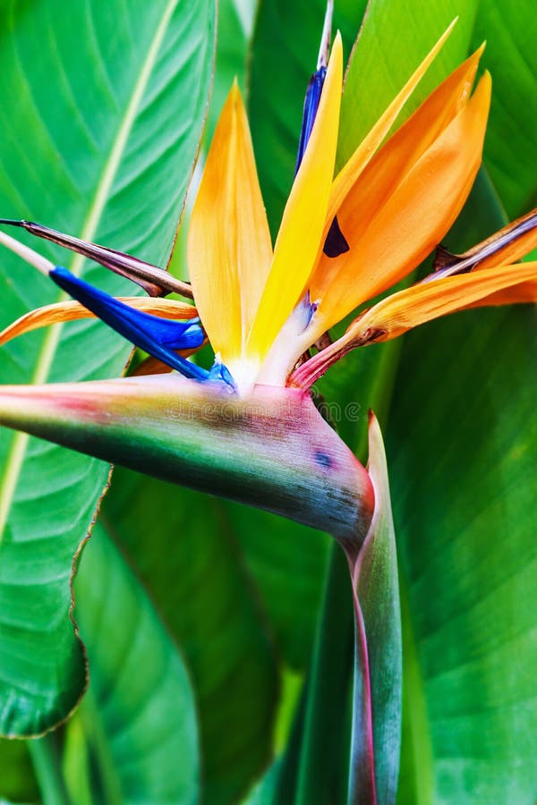 Strelitzia Reginae, Orange Exotische Blume Stockfoto - Bild von orange ...