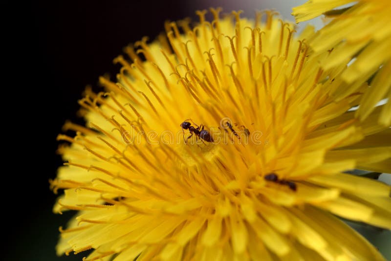 Strength and Body stock image. Image of solidarity, tiny - 146810733