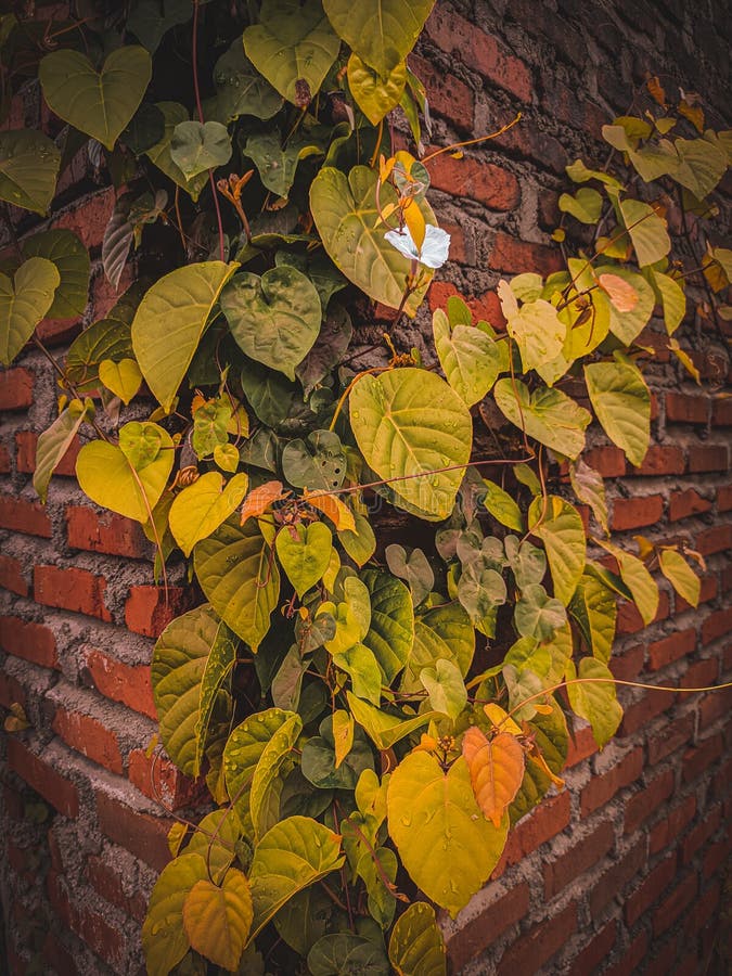 The Strength of the Leaf Beats the Strength of the Wall Stock Image ...