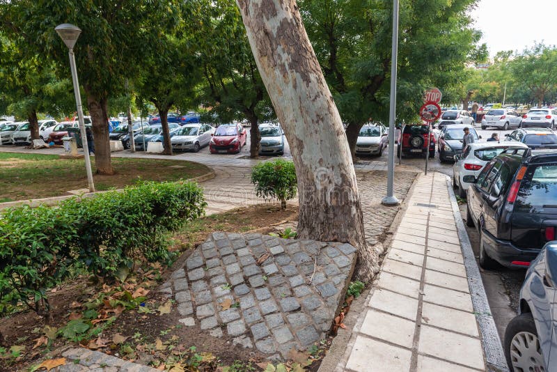 Strength of tree editorial photography. Image of platan - 319460867