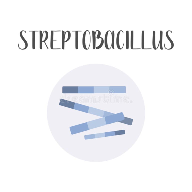 Streptobacillus Bacteria Stock Illustrations – 131 Streptobacillus ...