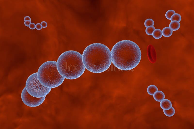 Streptococchi Batteri Nel Sangue Illustrazione di Stock - Illustrazione ...