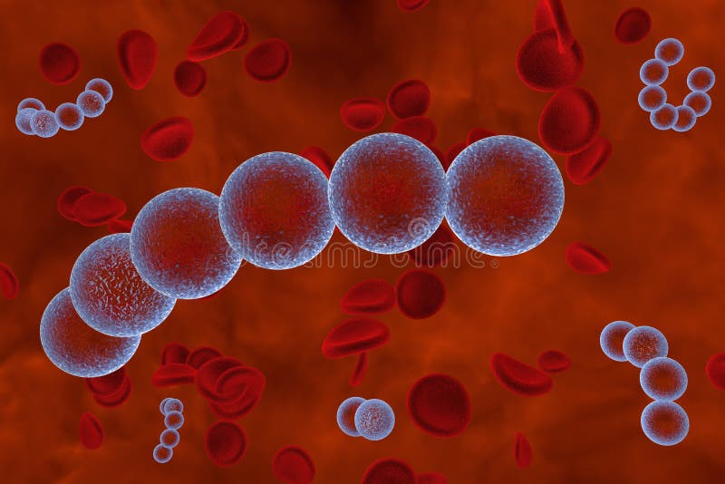 Streptococci Bacteria in Blood Stock Illustration - Illustration of ...