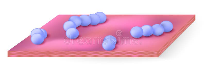 Streptococco illustrazione vettoriale. Illustrazione di biologia - 53925203