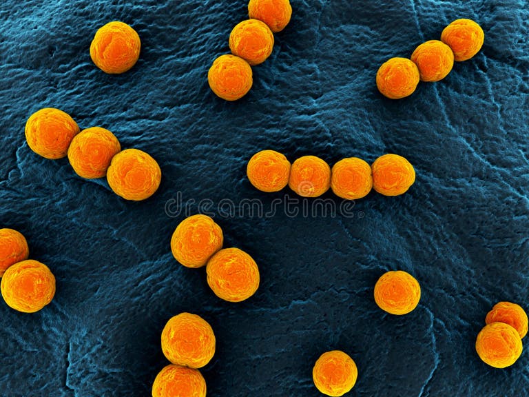 Streptococcus Isolated Stock Illustrations – 1,359 Streptococcus ...