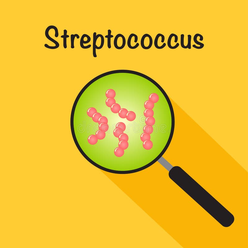 Vector Illustration Graphic of the Bacteria Streptococcus Magnified ...