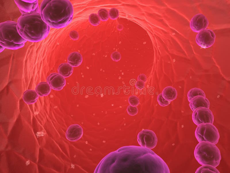 Estruturas Celulares Streptococcus Anatomia E Morfologia Ilustração do ...