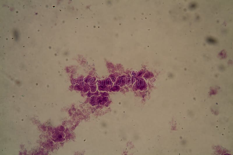 Coccus Bacteria 400x