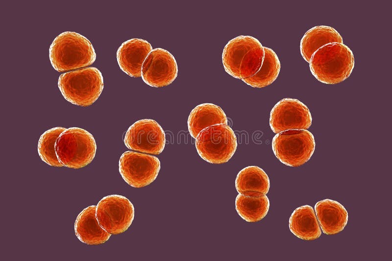 Streptococcus Pneumoniae Bacteria, 3D Scientific Illustration Stock ...