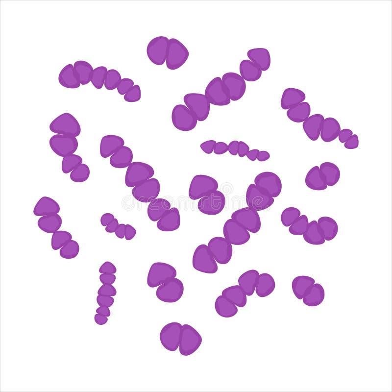 Streptococcus Structure Stock Illustrations – 313 Streptococcus ...