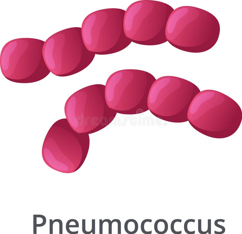 Streptococcus Pneumoniae, or Pneumococcus, are Gram Positive Bacteria ...
