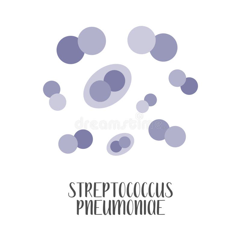 Streptococcus. Bacteria Classification. Spherical Shapes of Bacteria ...
