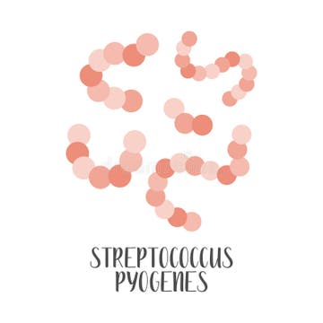 Streptococcus Pyogenes, Pathogen. Spherical, Gram-positive Bacteria ...