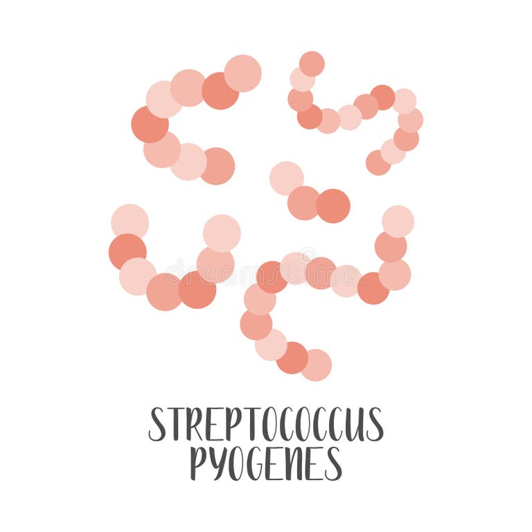 Streptococcus Pyogenes, Pathogen. Spherical, Gram-positive Bacteria ...