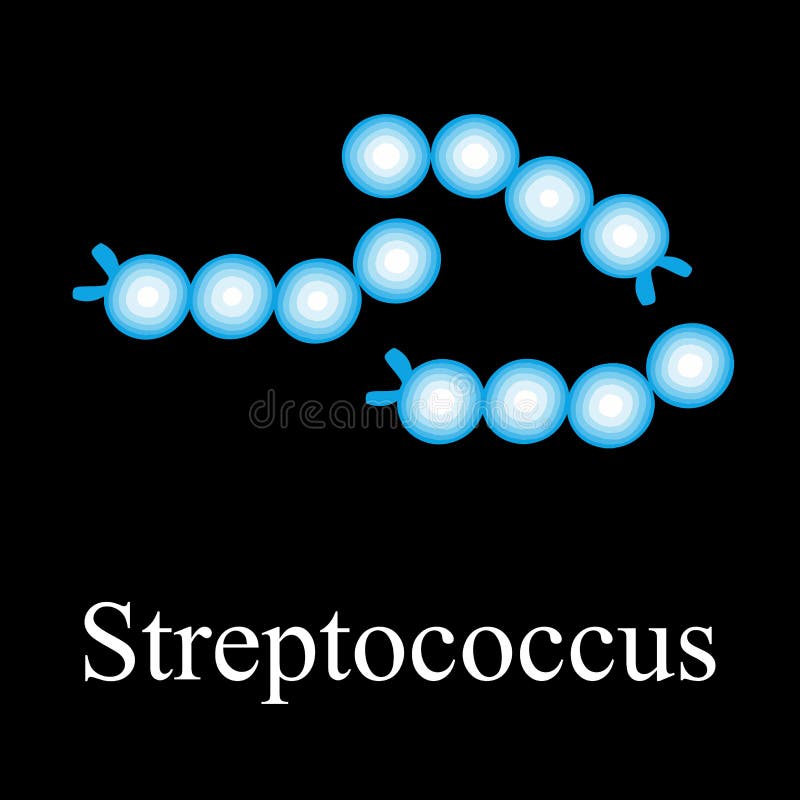 Streptococcus Structure. Bacteria Streptococcus. Infographics. Vector ...