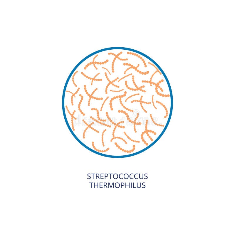 Streptococcus Thermophilus Bacterium in Microscope View Stock Vector ...