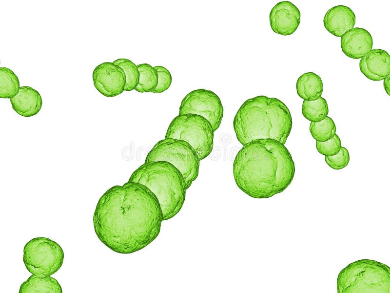 Streptocoque illustration stock. Illustration du bactéries - 13150063