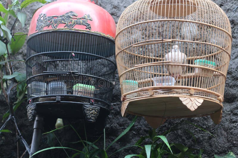 Streptopelia risoria stock photo. Image of bird, closeup - 261499364
