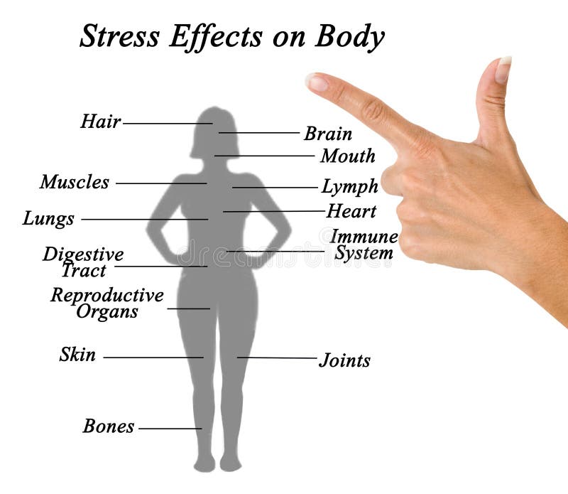 Stress Effects on Body stock image. Image of organs, hair - 85687469 Stress Effects on Body stock image. Image of organs, hair - 85687469