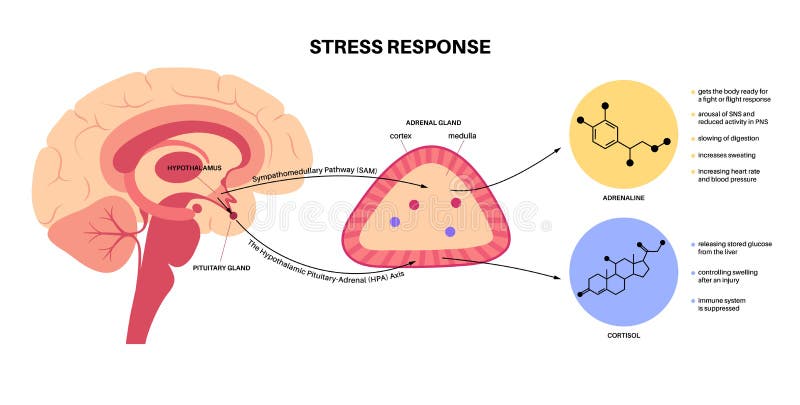 Stress responce system stock vector. Illustration of human - 235591981