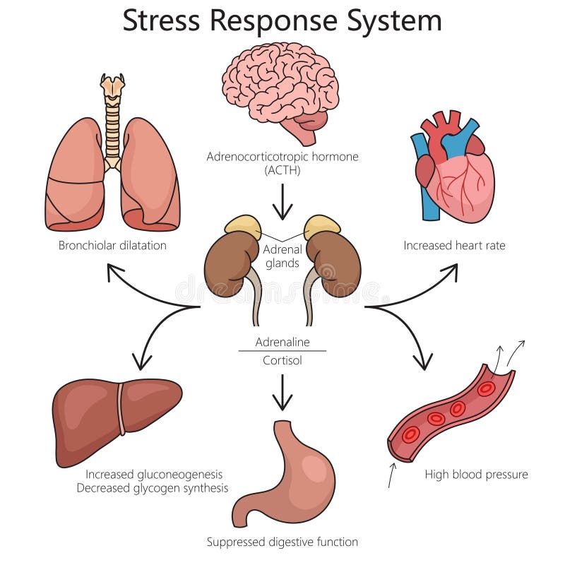 Stress Response System Diagram Medical Science Stock Vector ...