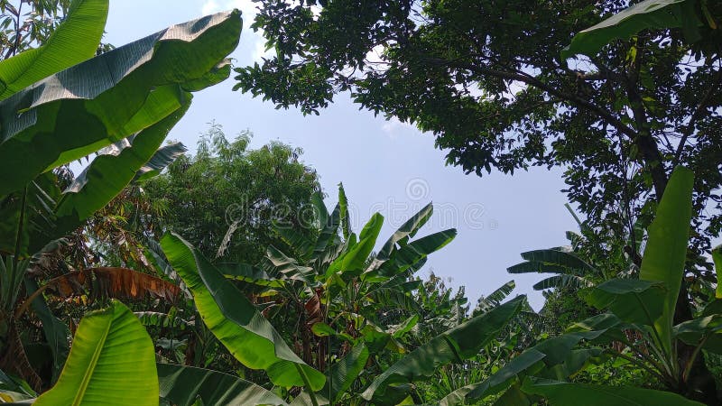 A Stretch of Banana Plants Growing Abundantly Under a Clear Sky Stock ...