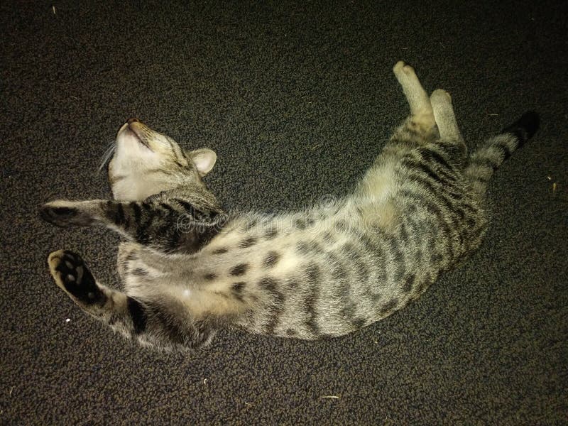 The Stretch stock photo. Image of stretch, kitty, funny - 162886298