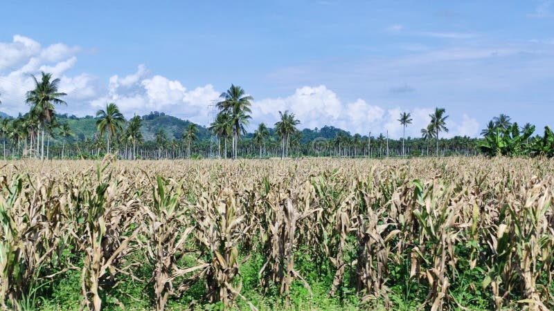 A Stretch of Corn Trees and Coconut Trees Under the Mountain Stock ...