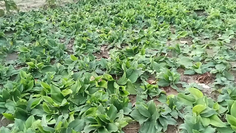 A Stretch of Cultivated Galangal Plants Stock Footage - Video of ...