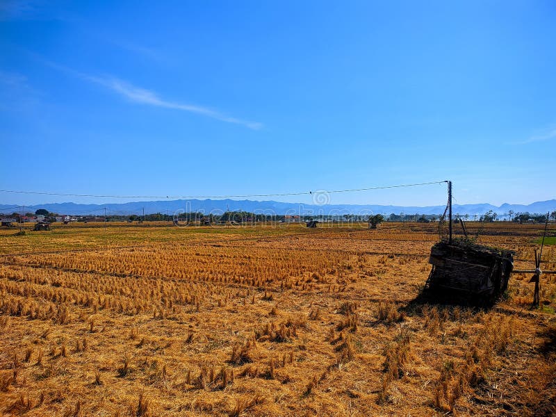 A Stretch of Dry Rice Fields that Have Been Harvested in Sunny Weather ...