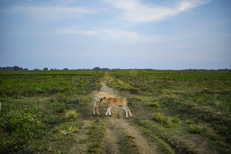A Stretch of Field with Two Cows Stock Image - Image of transplant ...